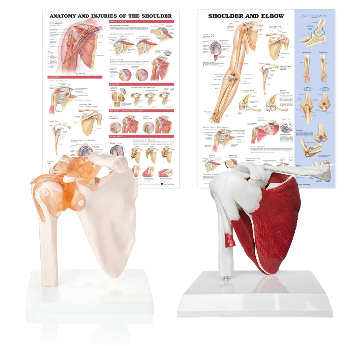 Shoulder Anatomy & Pathology Bundle - Myaskro